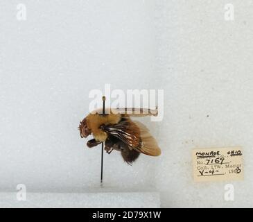 Monroe, Ohio, United States, Bombus (Pyrobombus) bimaculatus Cresson ...