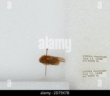 Sichuan, China, Bombus sp., Animalia, Arthropoda, Insecta, Hymenoptera ...