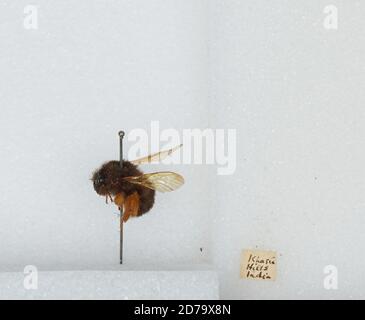 Khasi Hills, Meghalaya, India, Bombus (Alpigenobombus) breviceps Smith ...