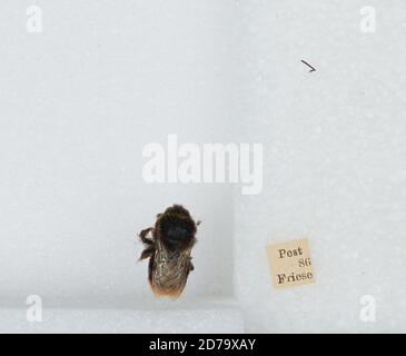 Bombus (Confusibombus) confusus (Schenck), Animalia, Arthropoda ...