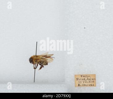 Koike, Fukui, Japan, Bombus (Diversobombus) diversus Smith, Animalia ...