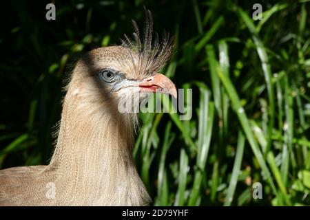 Image of the head of a red-legged seriema Stock Photo - Alamy