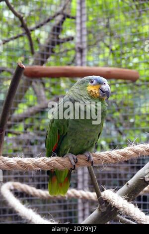Adult Orange-winged Parrot of the species Amazona amazonica Stock Photo ...