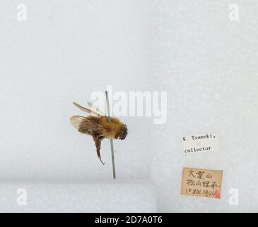 Daisetsuzan, Japan, Bombus (Diversobombus) diversus Smith, Animalia ...