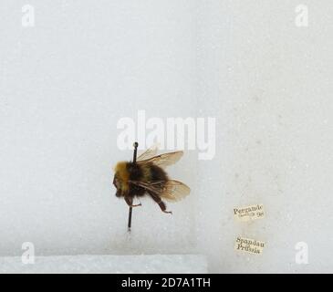 Spandau, Berlin, Germany, Bombus sp., Animalia, Arthropoda, Insecta ...