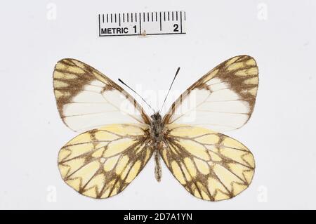 Catasticta corcyra, Animalia, Arthropoda, Hexapoda, Insecta ...