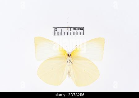 Kricogonia lycide, Animalia, Arthropoda, Hexapoda, Insecta, Lepidoptera ...