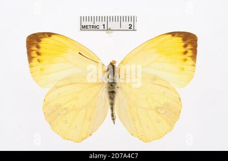 Eronia leda, Animalia, Arthropoda, Hexapoda, Insecta, Lepidoptera ...