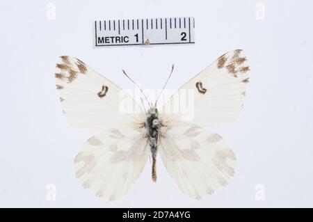 Pontia chloridice, Animalia, Arthropoda, Hexapoda, Insecta, Lepidoptera ...