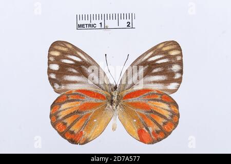 Cepora temena, Animalia, Arthropoda, Hexapoda, Insecta, Lepidoptera ...