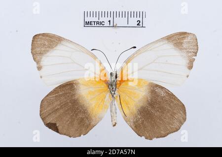 Mylothris chloris, Animalia, Arthropoda, Hexapoda, Insecta, Lepidoptera ...