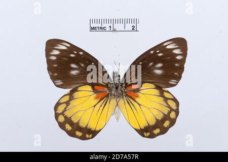 Prioneris autothisbe, Animalia, Arthropoda, Hexapoda, Insecta ...