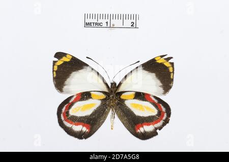 Delias bakeri, Animalia, Arthropoda, Hexapoda, Insecta, Lepidoptera ...
