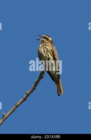 Variegated Flycatcher (Empidonomus varius) perched within a tree on a ...