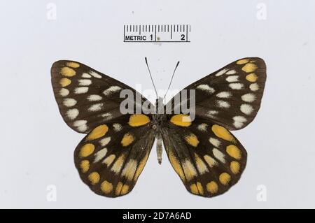 Delias surprisa, Animalia, Arthropoda, Hexapoda, Insecta, Lepidoptera ...