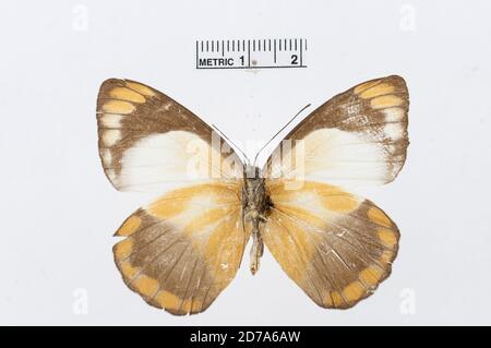 Delias ribbei, Animalia, Arthropoda, Hexapoda, Insecta, Lepidoptera ...