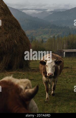 Cow in the mountains of the Carpathian Ukraine Stock Photo - Alamy