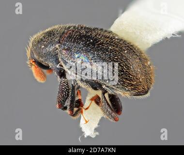 Pinned, Carbonera Experimental Forest, Merida, Venezuela, Micracis ...