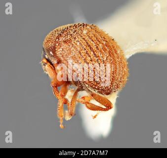 Pinned, Estacion de Biologia, Jalisco, Mexico, Hylocurus scitulus Wood ...