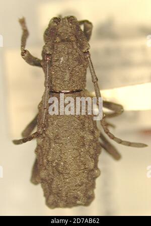 G. Tangkoeban Prahoe, Preanger, Java, 4000-5000', Java, Indonesia ...