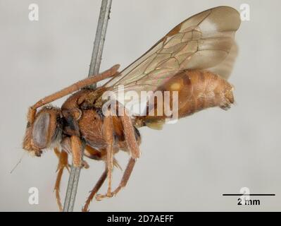 Pinned, Easton, Kittitas, Washington, United States, Sympherta julia ...