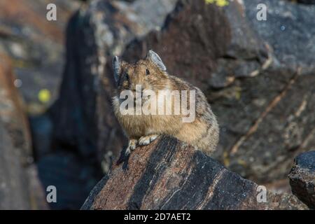American Pika resting on rock, Mount Evans Wilderness area, Rocky ...