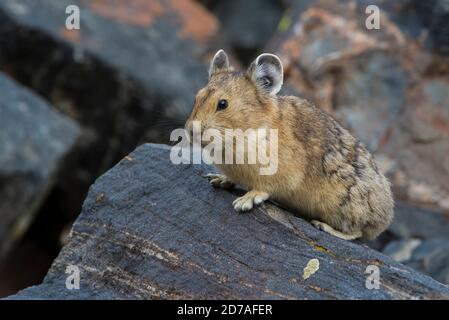 American Pika resting on rock, Mount Evans Wilderness area, Rocky ...