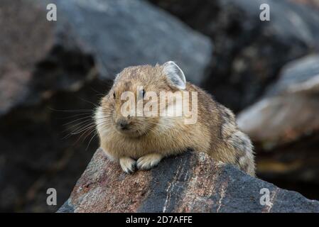 American Pika resting on rock, Mount Evans Wilderness area, Rocky ...