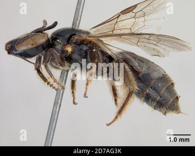 Pinned, Dapitan, Mindanao, Zamboanga del Norte, Philippines, Sphecodes ...