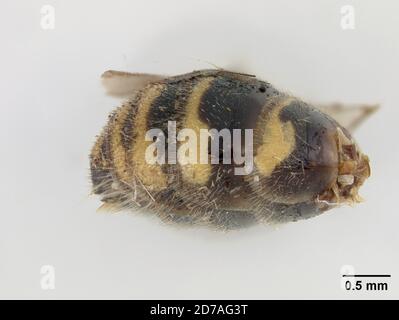 Pinned, Pelaboean Ratoe, Java, Jawa Barat, Indonesia, Ceratina ...