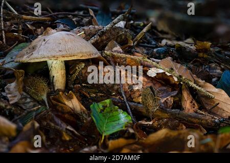 Pluteus cervinus (also known as Pluteus atricapillus) mushroom growing ...