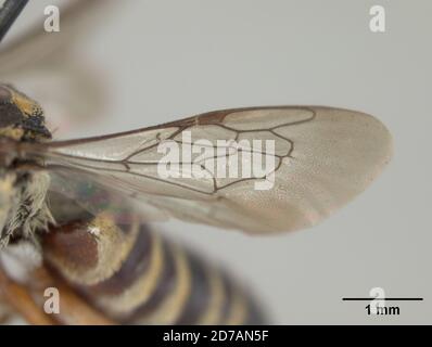 Pinned, Manila, P.I., Rizal, Philippines, Ceratina (Ceratinidia ...