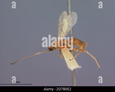 Mount Makiling, Luzon, Laguna, Philippines, Aphrastobracon ...