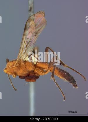 Mount Makiling, Luzon, Laguna, Philippines, Apanteles angustibasis ...