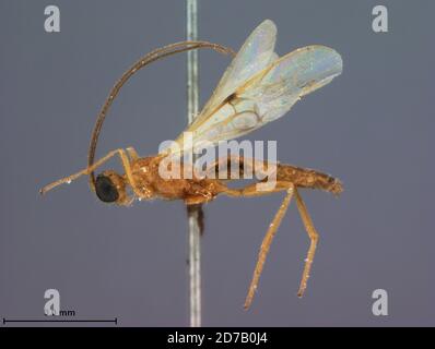 Mount Makiling, Luzon, Laguna, Philippines, Apanteles angustibasis ...