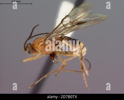 Los Banos, Laguna Province, Philippines, Odontofornica tagalog Cushman ...