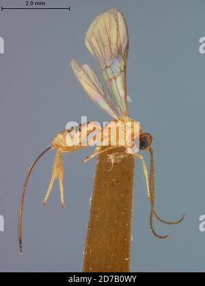 Los Banos, Laguna Province, Philippines, Odontofornica tagalog Cushman ...