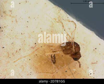 New York, United States, Praon (Aphidius) polygonaphis Fitch, Animalia ...