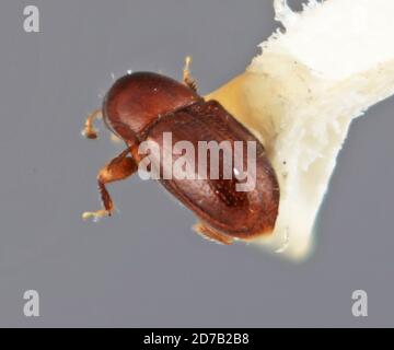 Pinned, Pandora, Limon, Costa Rica, Tesserocerus forceps Wood, 1966 ...