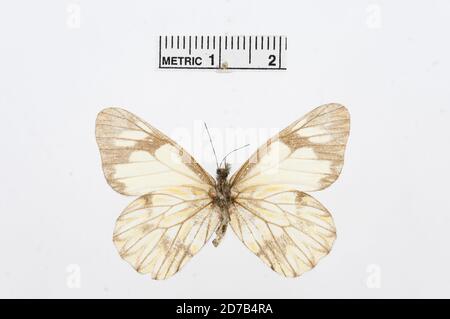 Catasticta pieris, Animalia, Arthropoda, Hexapoda, Insecta, Lepidoptera ...