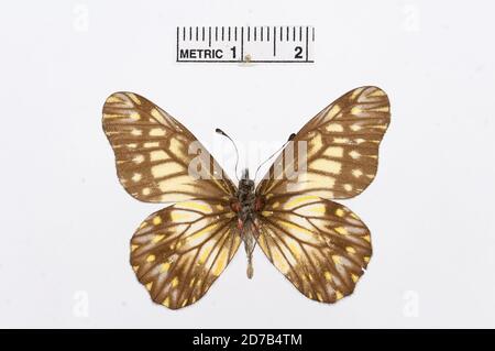 Catasticta reducta, Animalia, Arthropoda, Hexapoda, Insecta ...