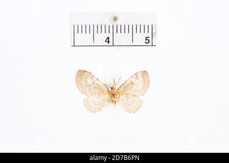 Pinned, Ottawa, Ontario, Canada, Eupithecia fumata Taylor, 1910 ...