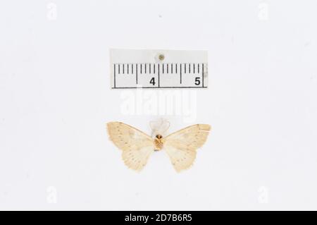 Pinned, Baboquivari Mountains, Pima, Arizona, United States, Morina ...