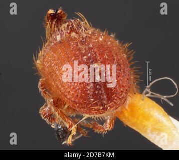 Pinned, Tucson, Pima, Arizona, United States, Hydriomena cyriadoides ...