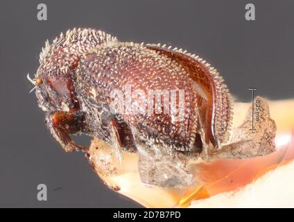 Pinned, Williams, Coconino, Arizona, United States, Thysanoes ...