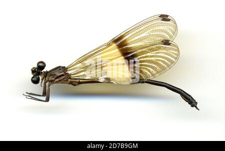 Peru, Polythore aurora (Selys, 1879), Animalia, Arthropoda, Insecta ...