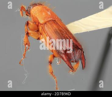 Pinned, Pandora, Limon, Costa Rica, Scolytodes parvulus Wood, 1969 ...