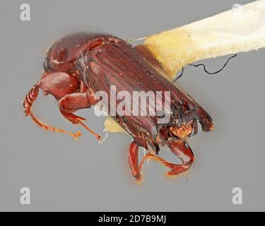 Pinned, S.E. of Cartago, Cartago, Costa Rica, Araptus nigrellus Wood ...