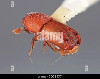 Pinned, Pandora, Limon, Costa Rica, Tesserocerus forceps Wood, 1966 ...