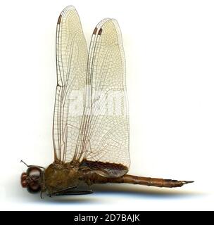 Havana, Rio Ariguanabo, Base de Campismo, 4 km N San Antonio de los ...